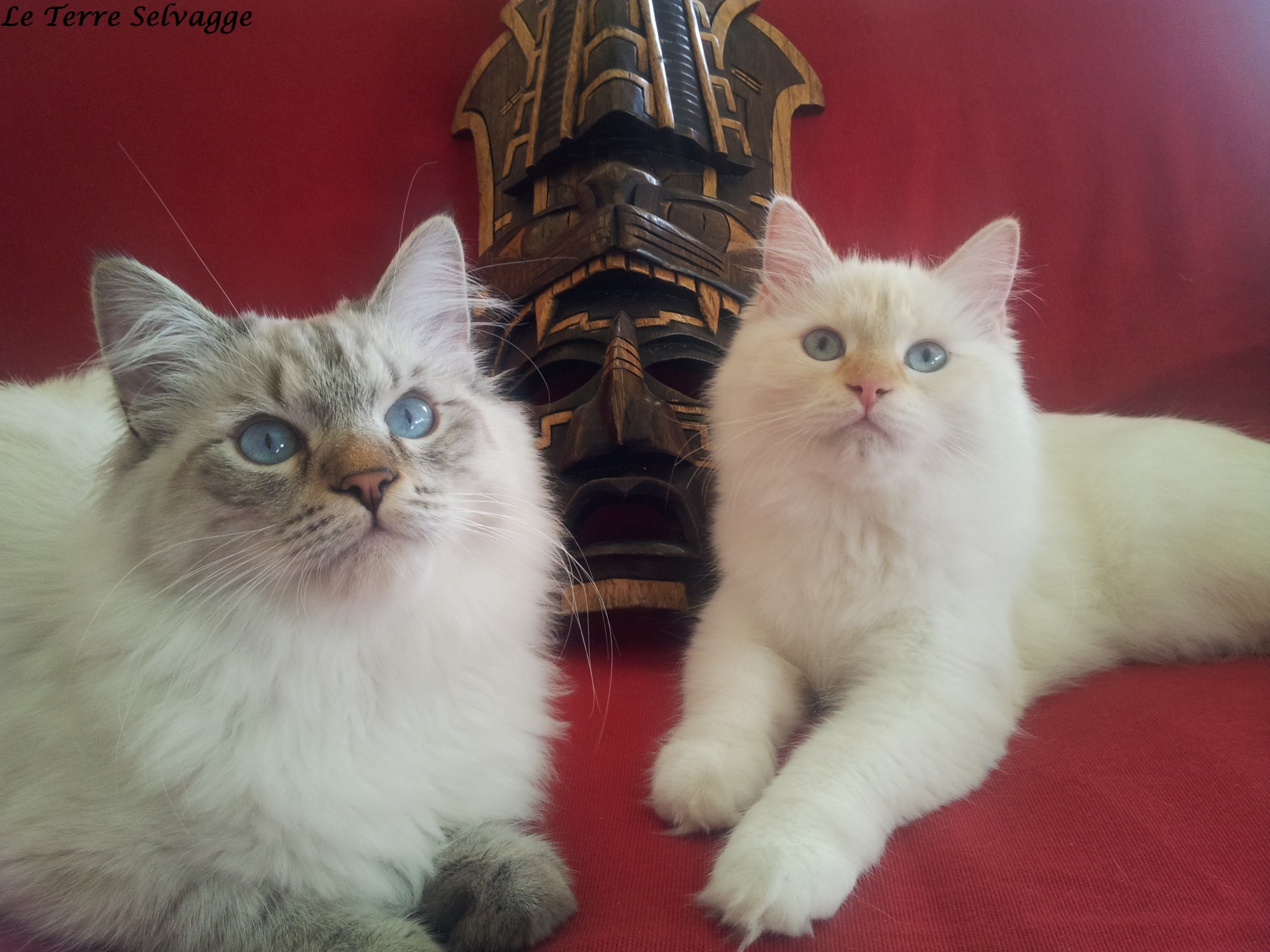 Allevamenti gatti Siberiani - WCF - Siberiani delle Terre Selvagge ...